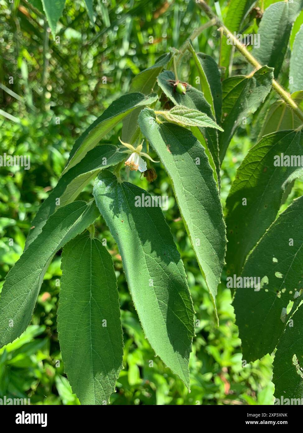 Calabur tree muntingia calabura hi-res stock photography and images - Alamy