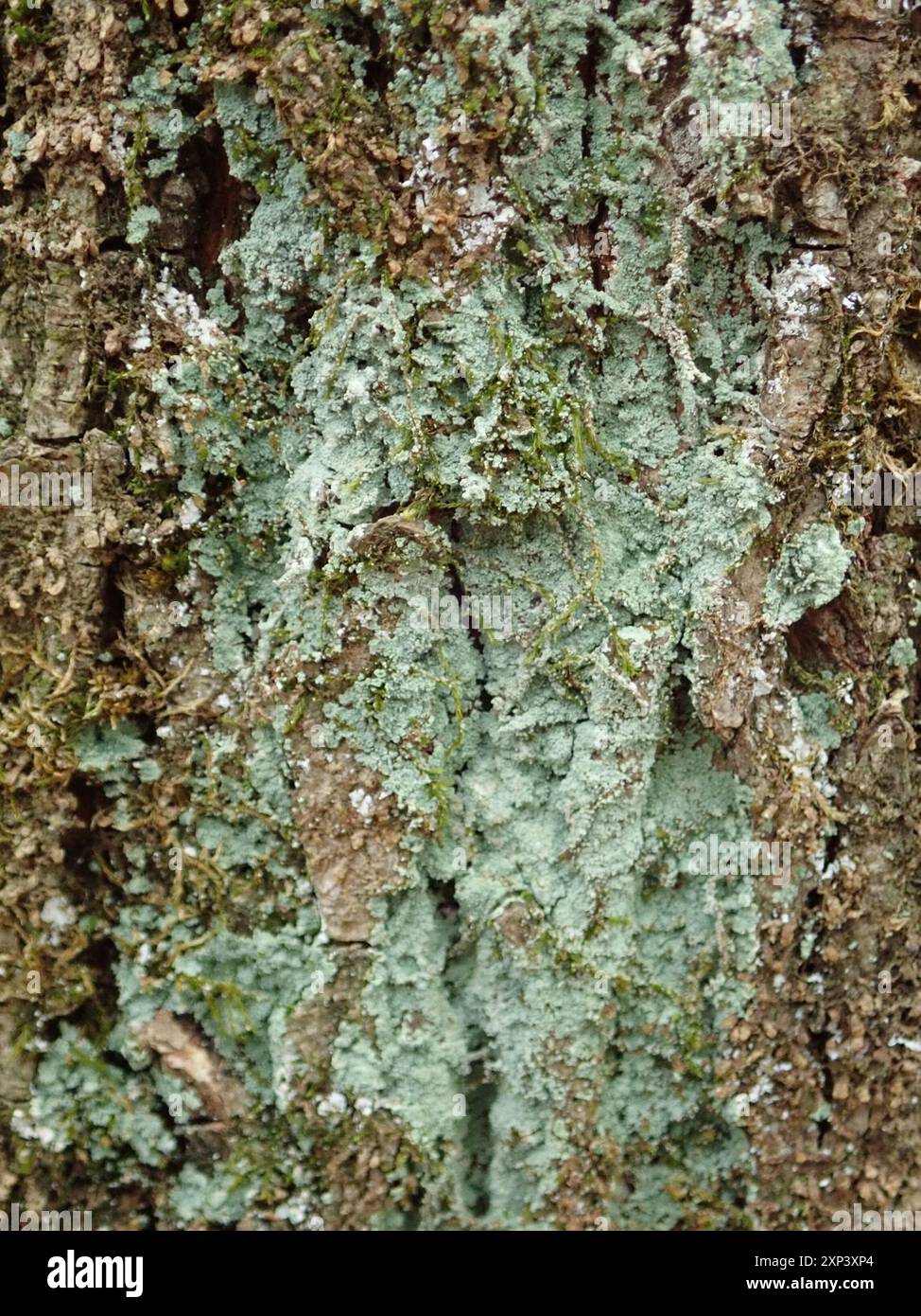 Fluffy Dust Lichen (Lepraria finkii) Fungi Stock Photo - Alamy