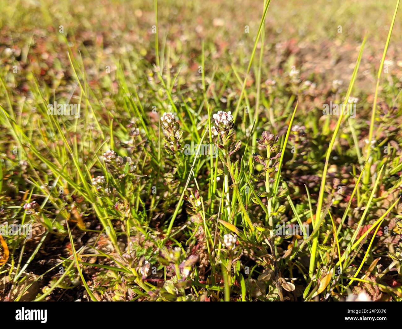 Shining Pepperweed (Lepidium nitidum) Plantae Stock Photo - Alamy