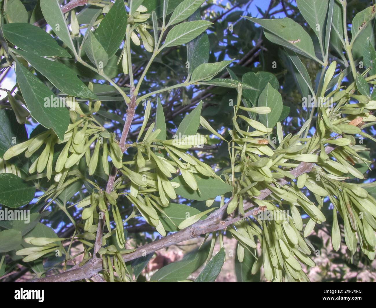 velvet ash (Fraxinus velutina) Plantae Stock Photo - Alamy