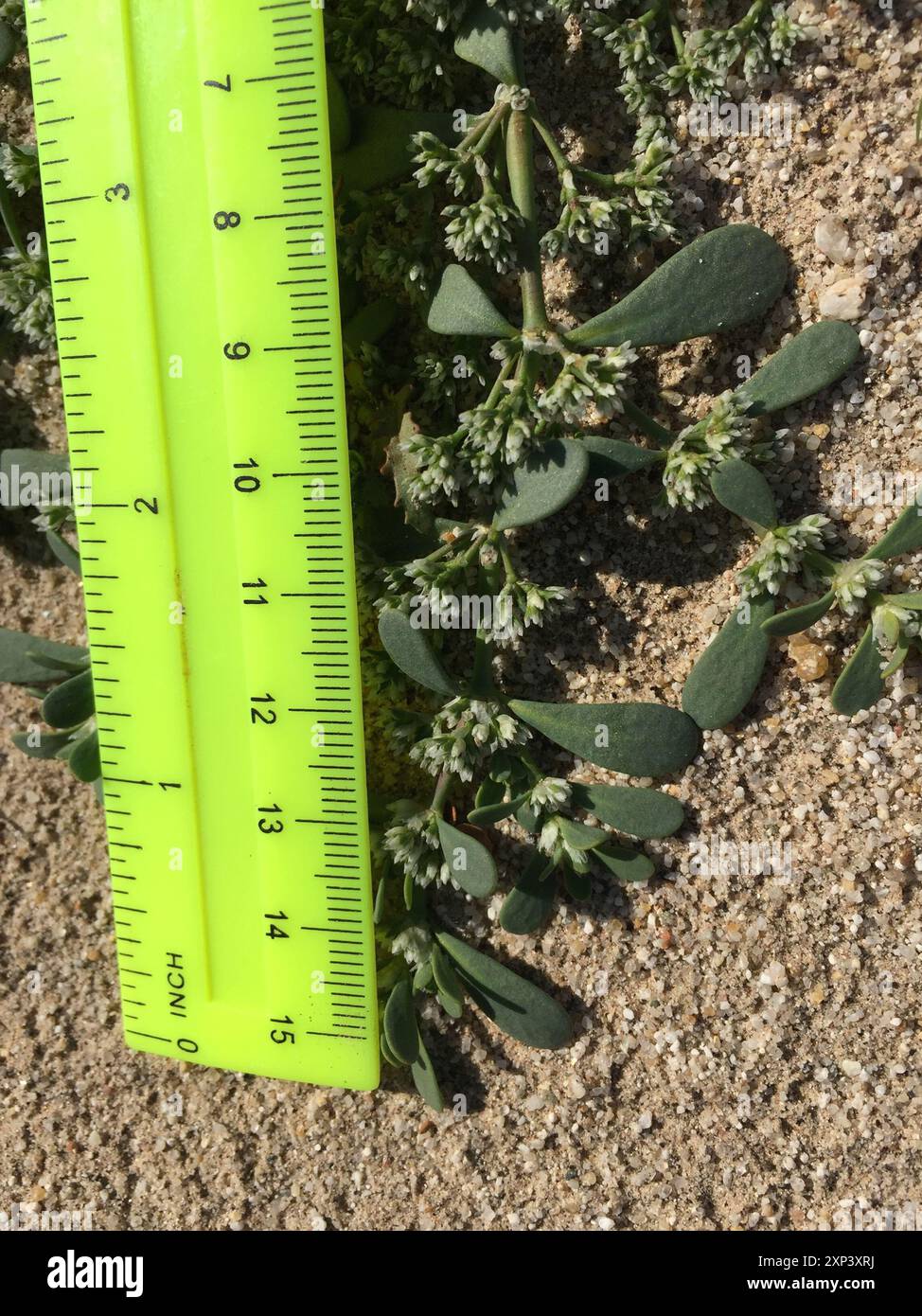 Frost Mat (Achyronychia cooperi) Plantae Stock Photo - Alamy