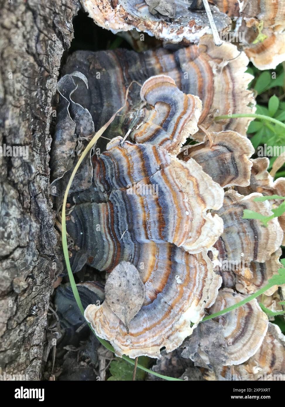turkey-tail (Trametes versicolor) Fungi Stock Photo - Alamy