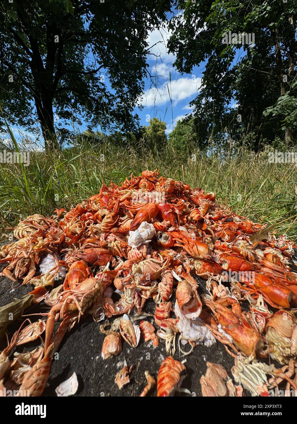 A mountain of river crayfish waste. Claws and shells after eating ...