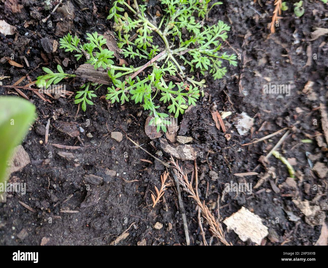 Common Cotula (Cotula australis) Plantae Stock Photo - Alamy