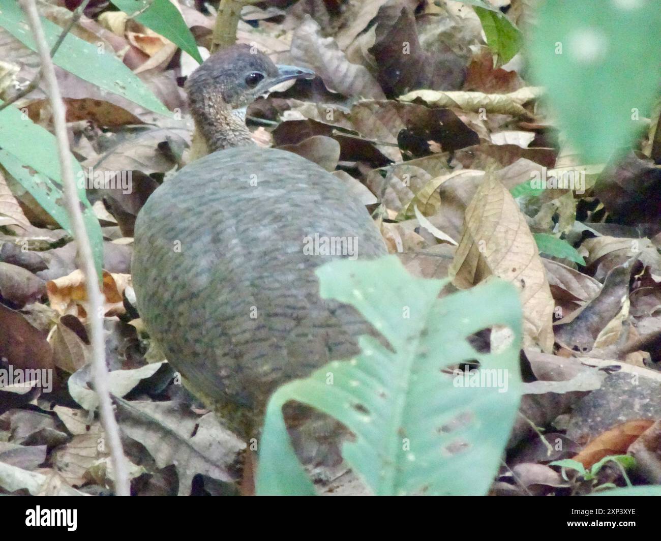 Great Tinamou (Tinamus major) Aves Stock Photo - Alamy