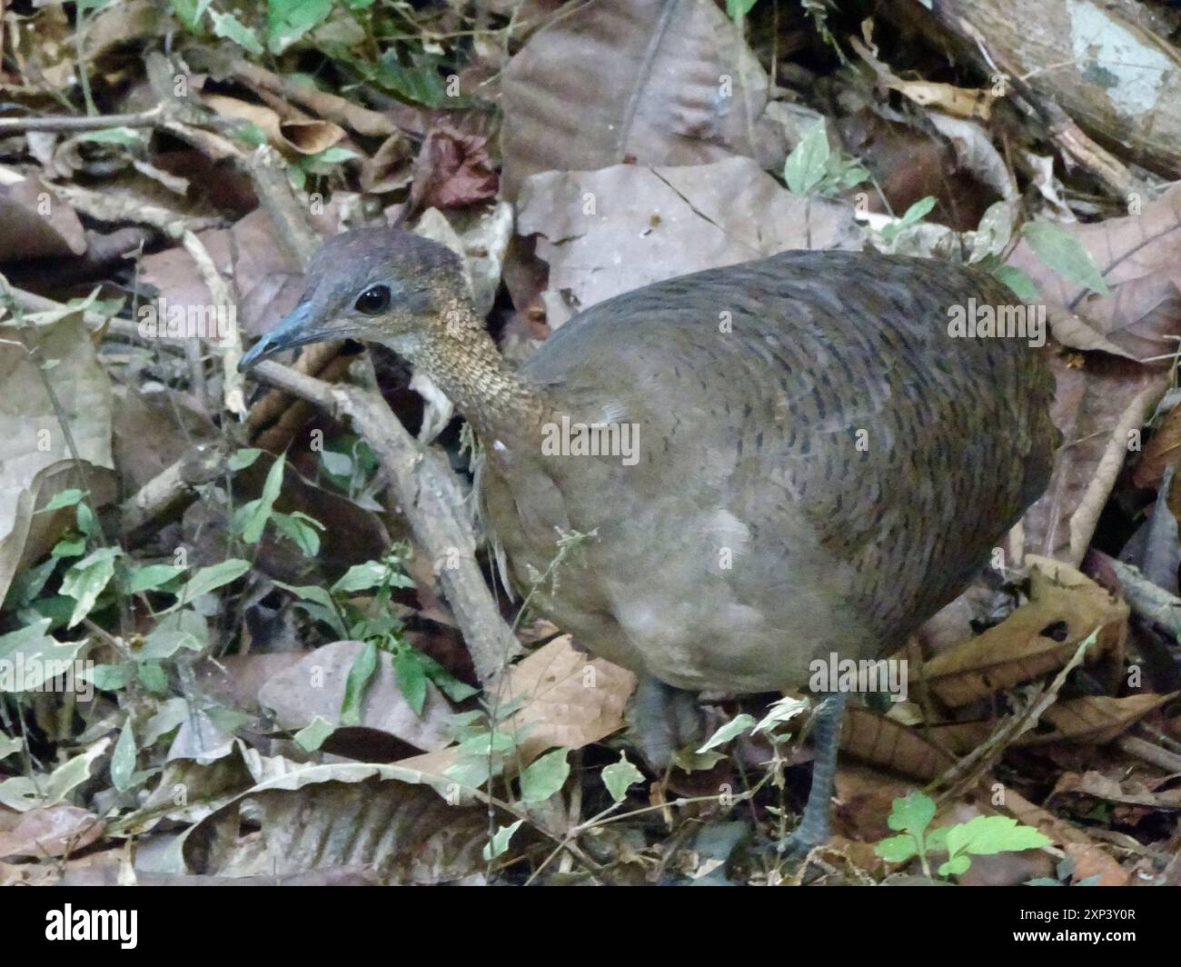Great Tinamou (Tinamus major) Aves Stock Photo - Alamy