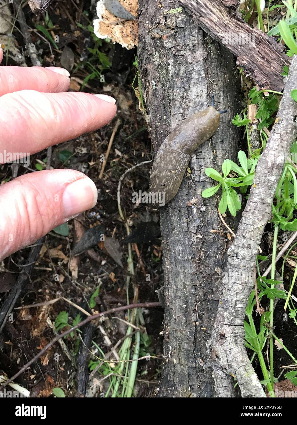 Yellow Cellar Slug (Limacus flavus) Mollusca Stock Photo - Alamy