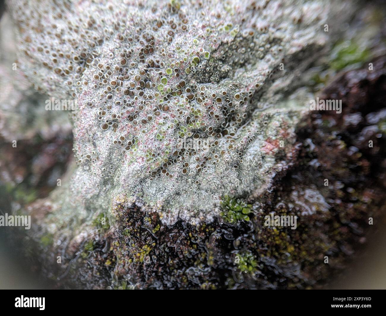 rim lichens, disc lichens, and allies (Lecanoraceae) Fungi Stock Photo ...