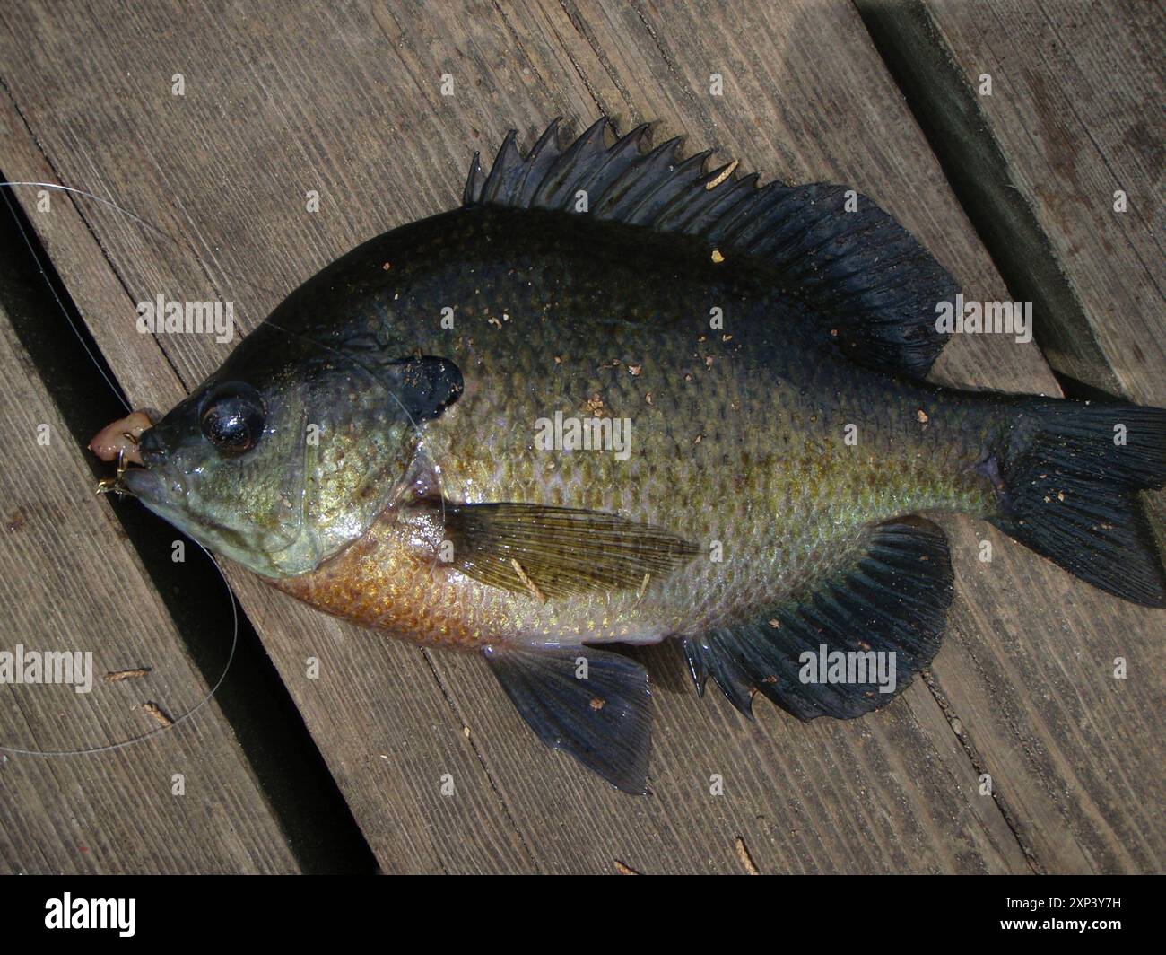 Bluegill (Lepomis macrochirus) Actinopterygii Stock Photo - Alamy
