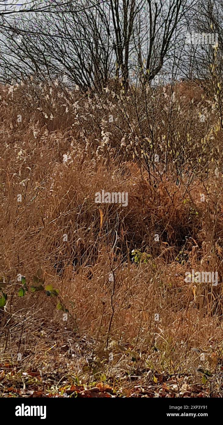 European reed (Phragmites australis australis) Plantae Stock Photo - Alamy