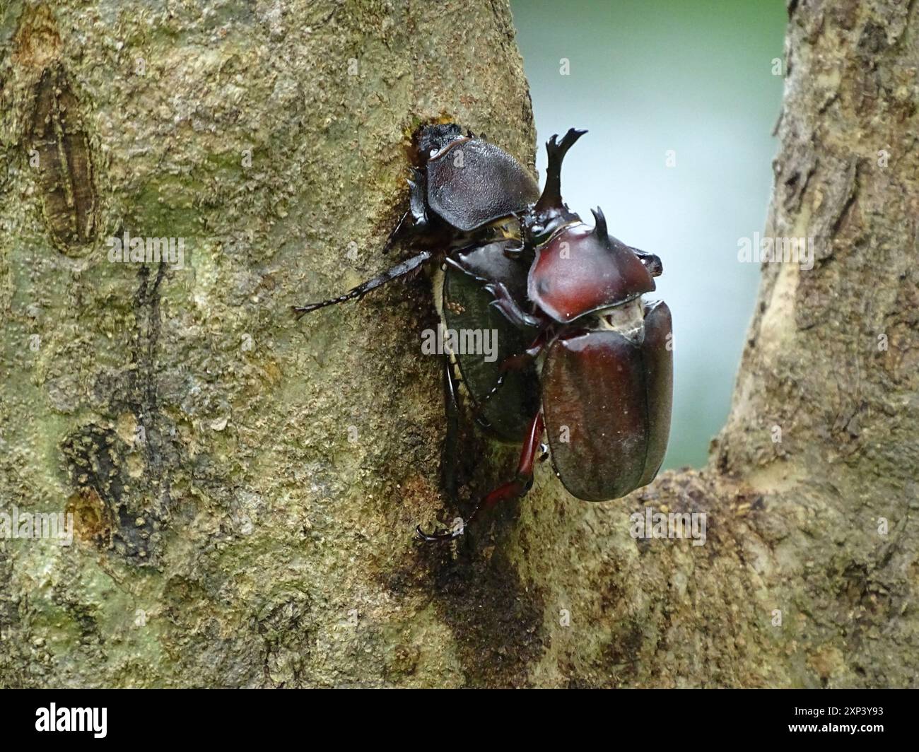 (Trypoxylus dichotomus tsunobosonis) Insecta Stock Photo - Alamy