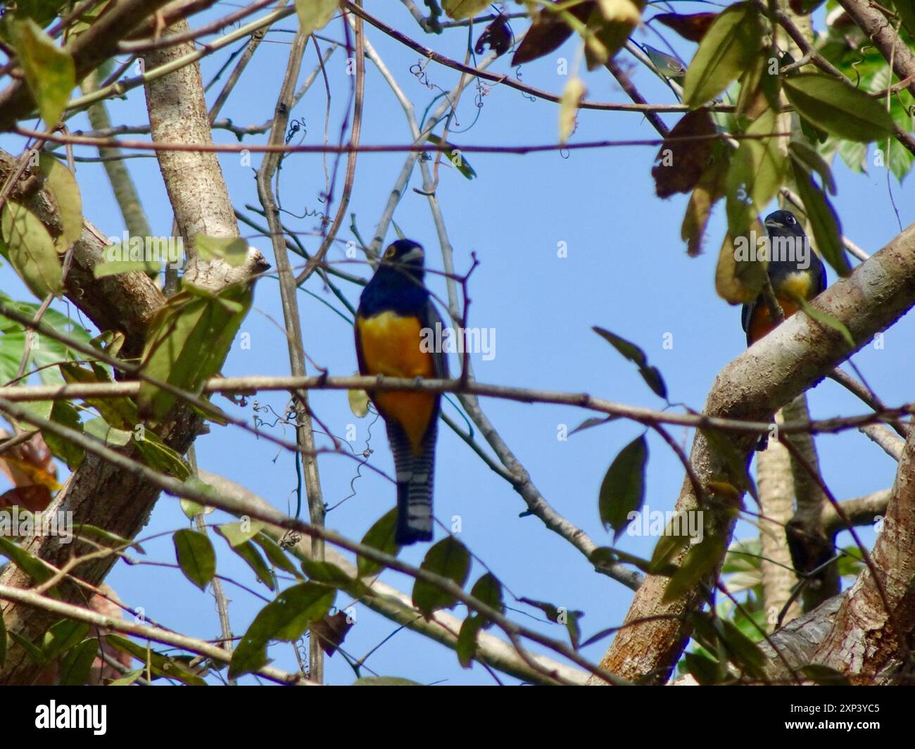 Gartered Trogon (Trogon caligatus) Aves Stock Photo - Alamy