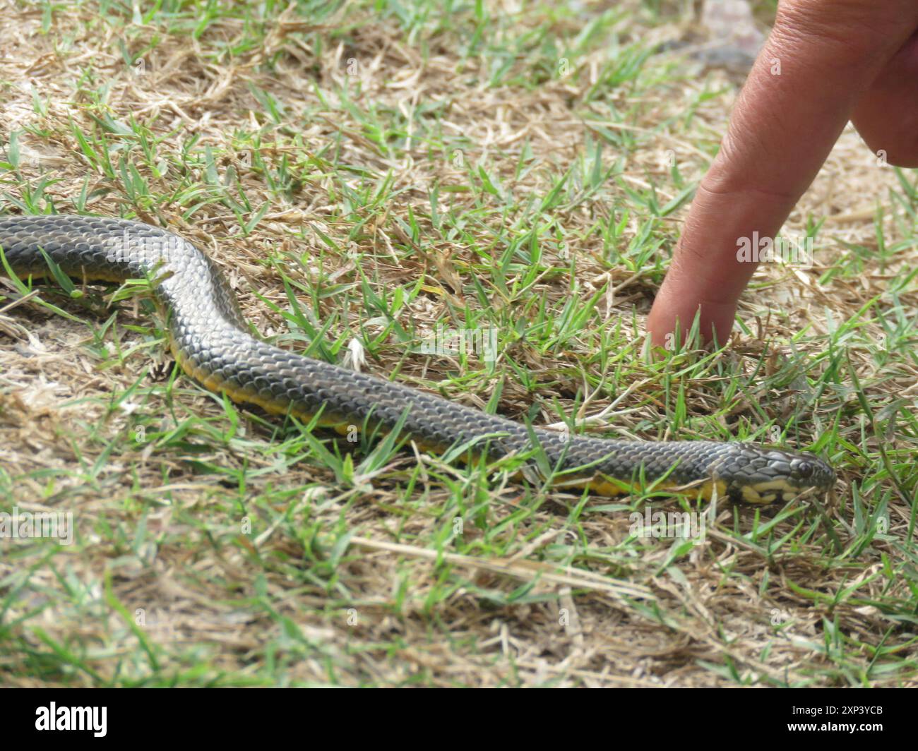 Brazilian Keelback (Helicops infrataeniatus) Reptilia Stock Photo - Alamy