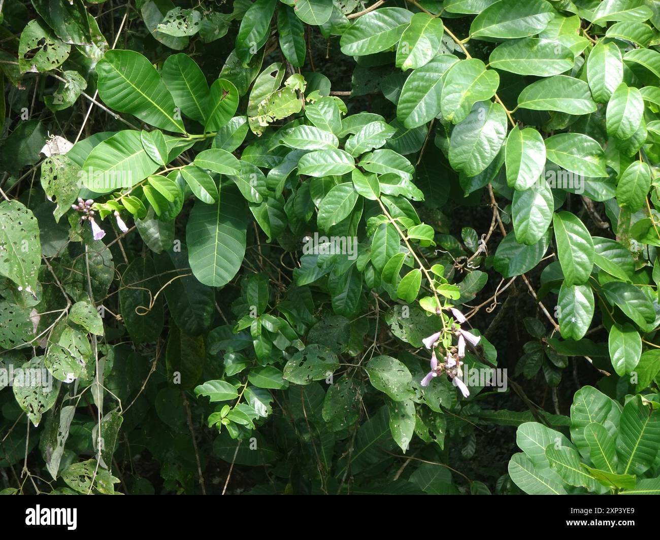 Maripa hi-res stock photography and images - Alamy