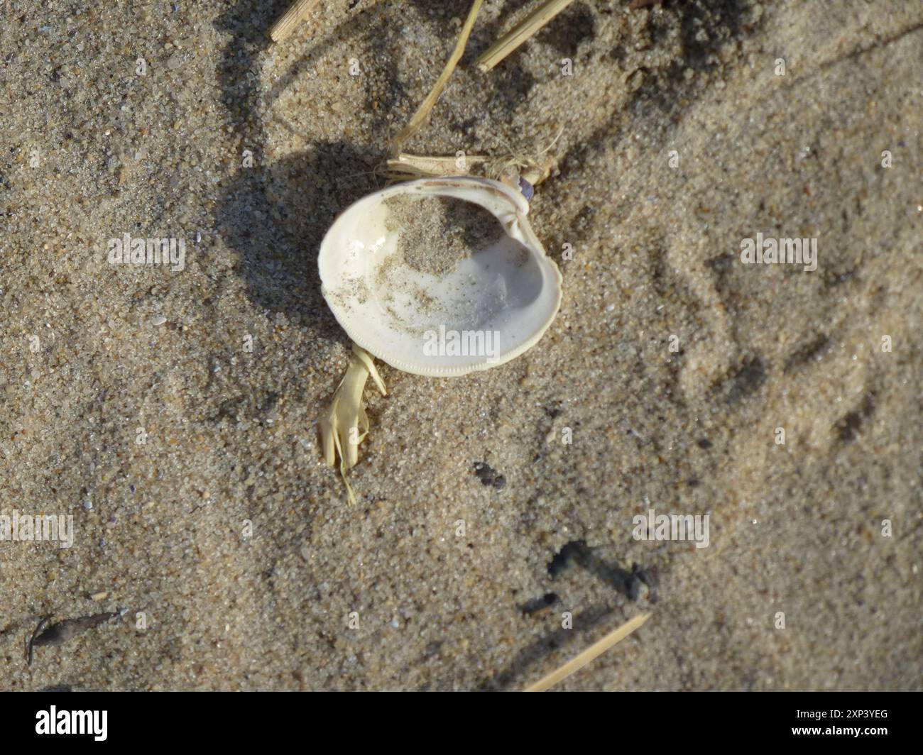 Northern Quahog (Mercenaria mercenaria) Mollusca Stock Photo - Alamy