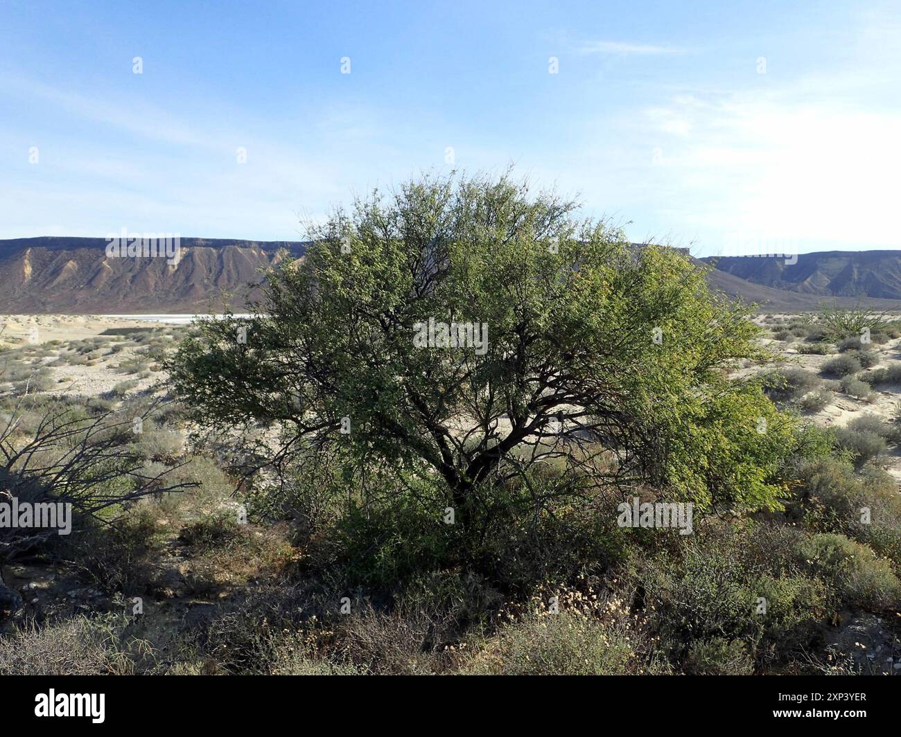 mesquites (Neltuma) Plantae Stock Photo - Alamy