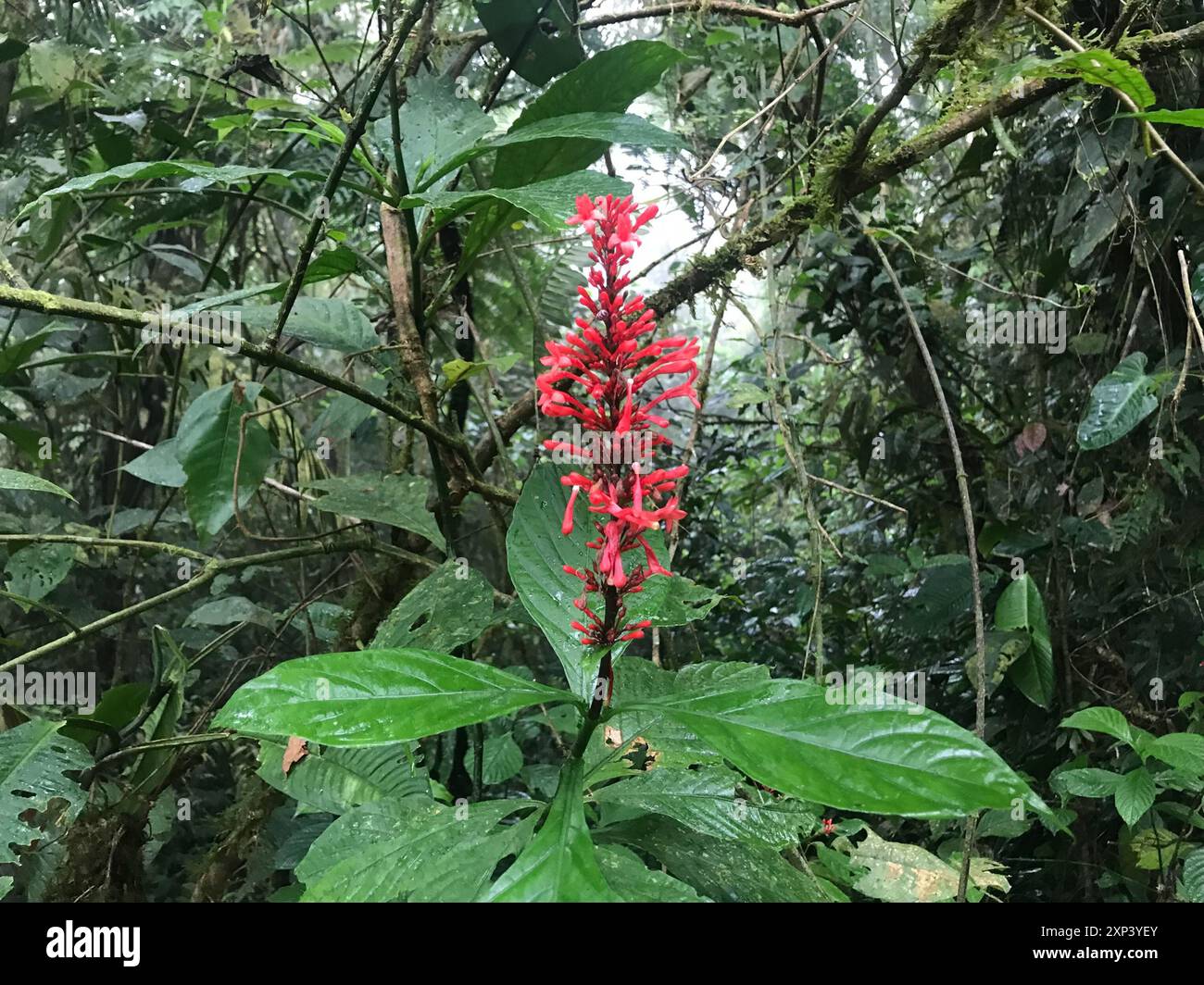 Firespike (Odontonema tubaeforme) Plantae Stock Photo - Alamy