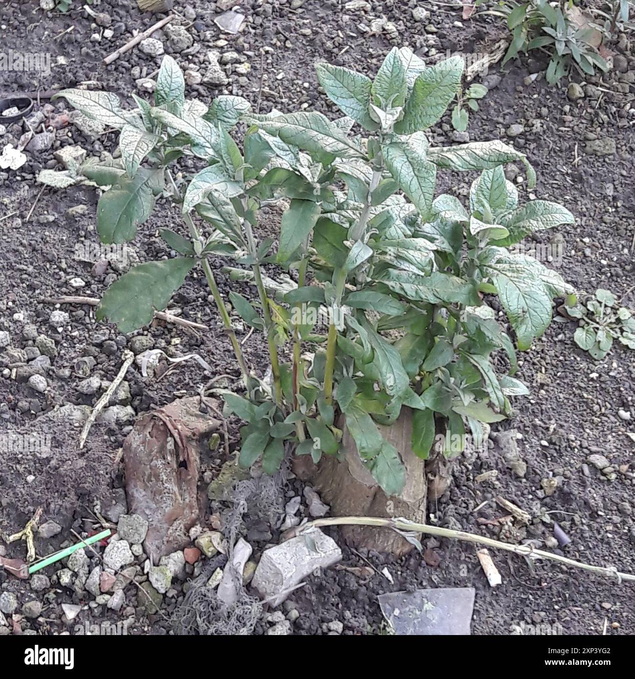 vascular plants (Tracheophyta) Plantae Stock Photo - Alamy