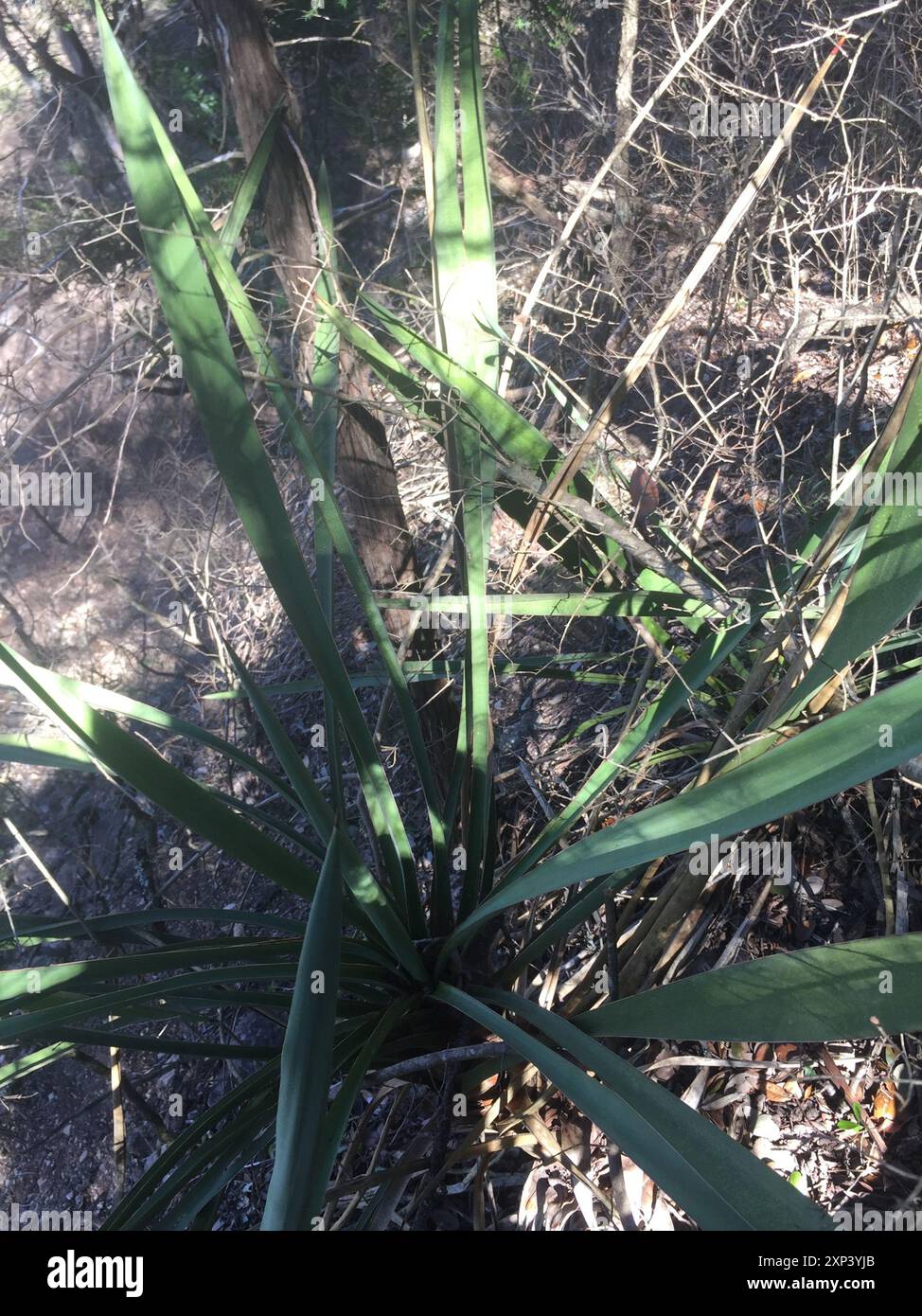 Twisted-leaf Yucca (Yucca rupicola) Plantae Stock Photo - Alamy