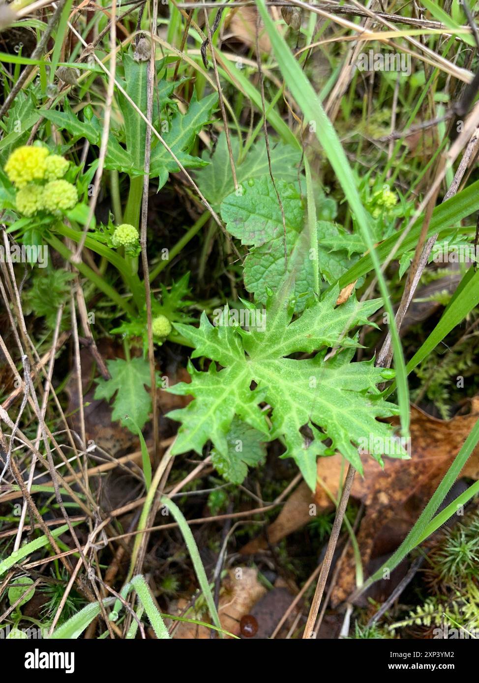 laceleaf sanicle (Sanicula laciniata) Plantae Stock Photo - Alamy