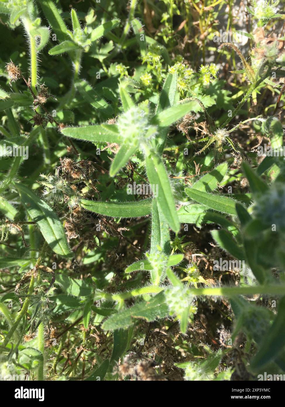 bearded cryptantha (Cryptantha barbigera barbigera) Plantae Stock Photo ...