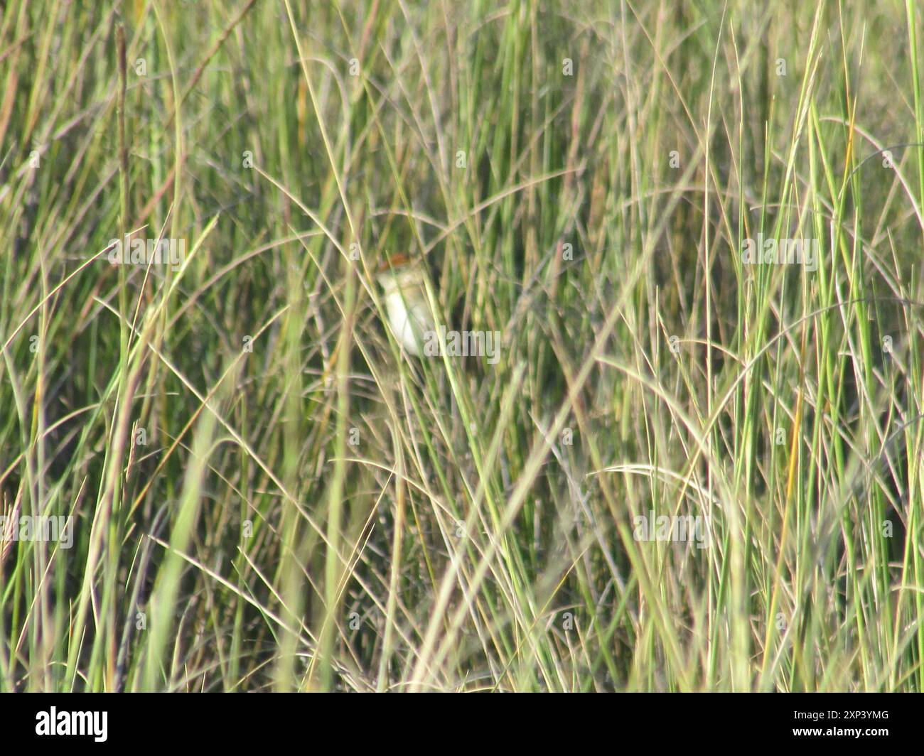 Bay-capped Wren-Spinetail (Spartonoica maluroides) Aves Stock Photo - Alamy