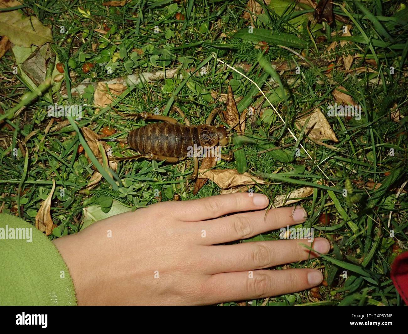 Cook Strait Giant Weta (Deinacrida rugosa) Insecta Stock Photo - Alamy