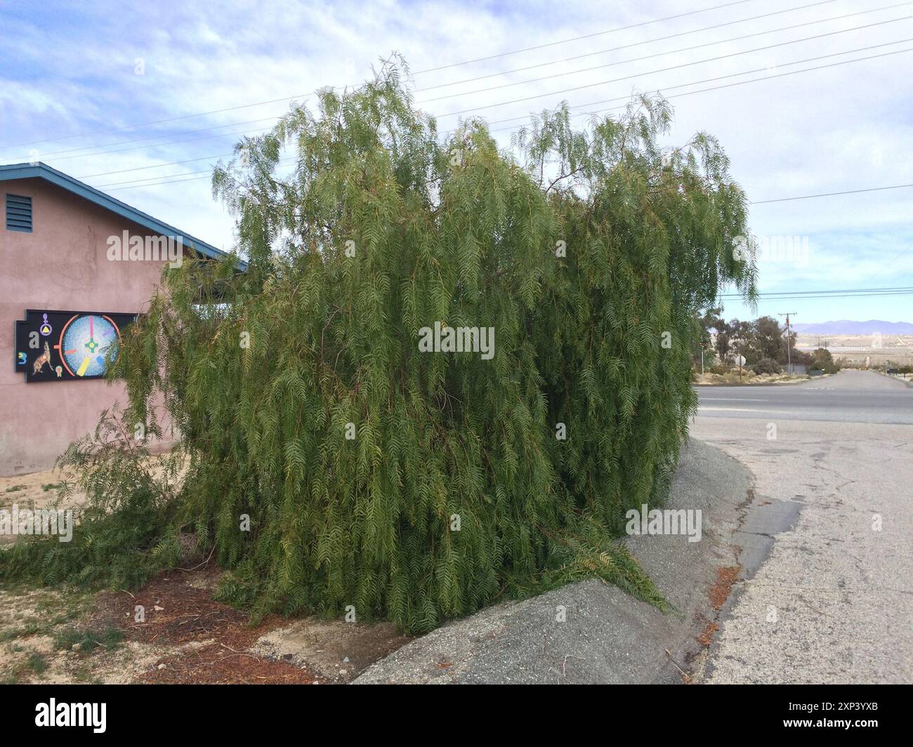 Peruvian Pepper Tree (Schinus molle) Plantae Stock Photo - Alamy