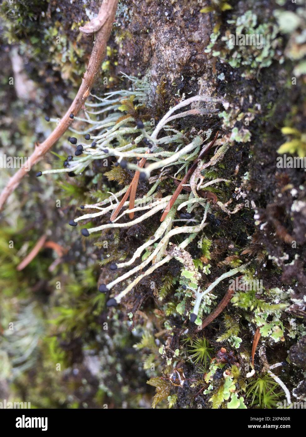 Devil's matchstick (Pilophorus acicularis) Fungi Stock Photo - Alamy