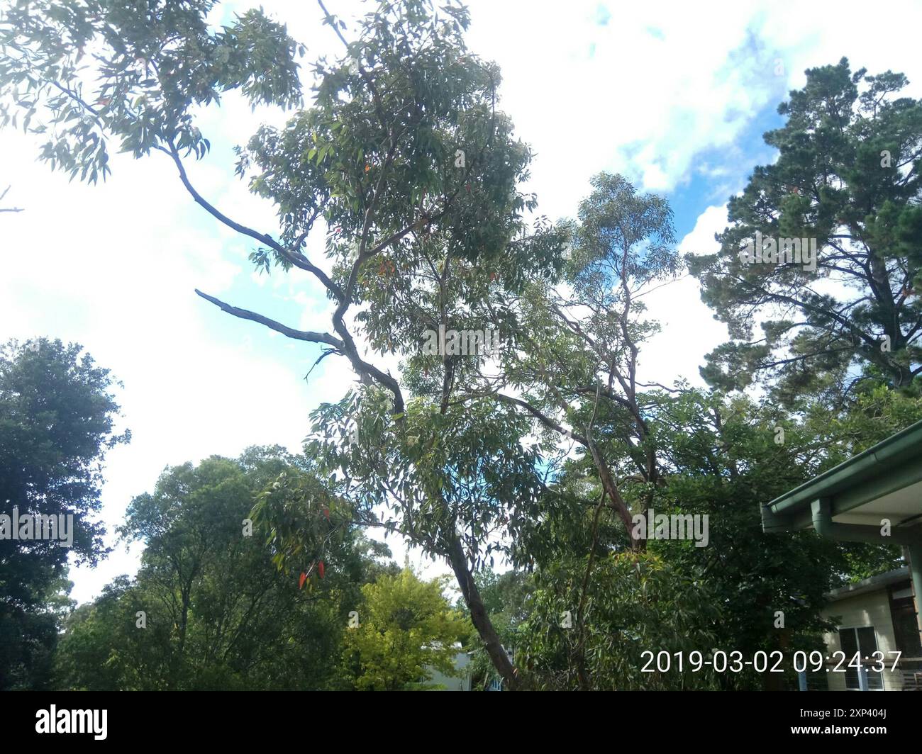 Red Bloodwood (Corymbia gummifera) Plantae Stock Photo - Alamy