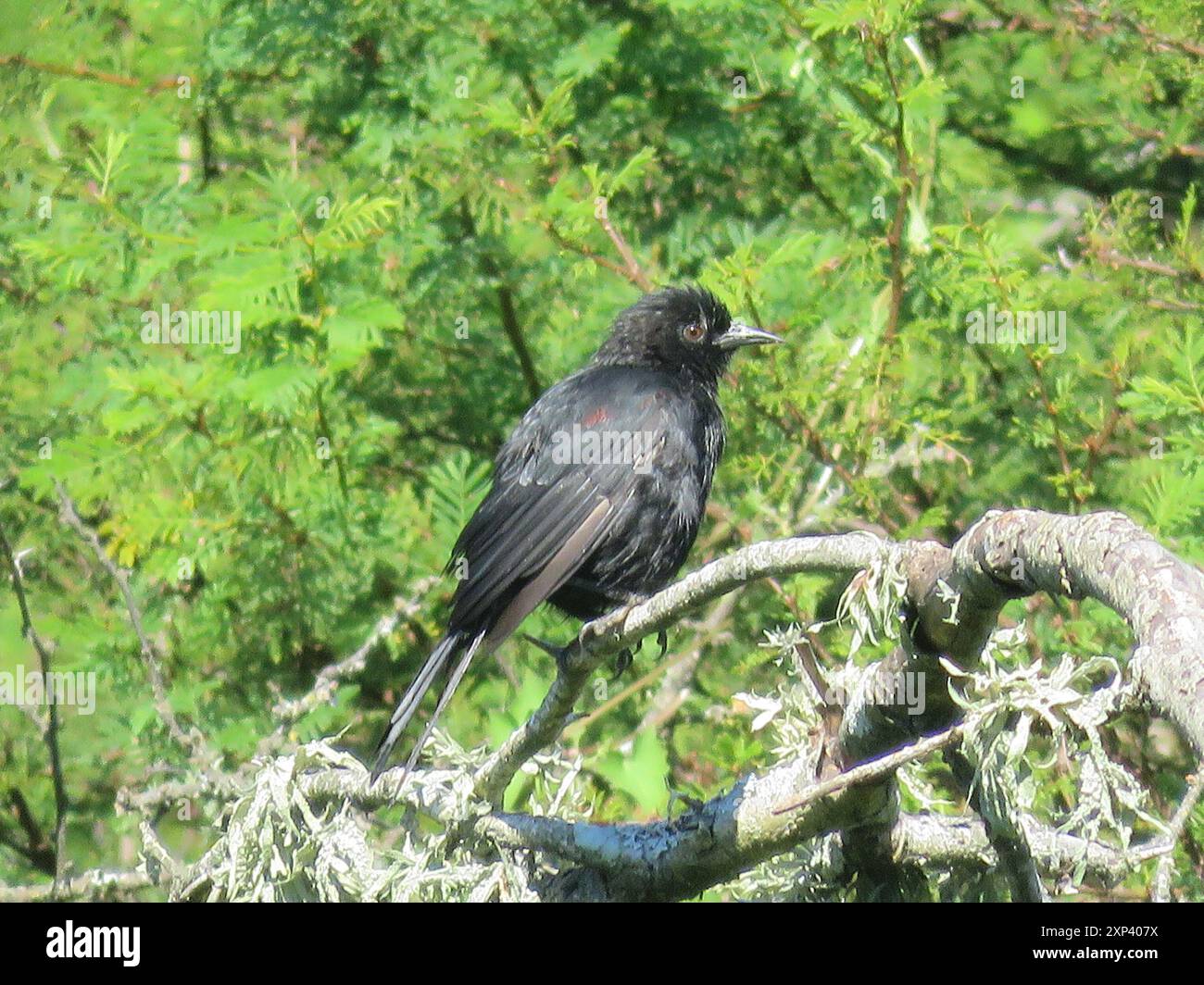 Variable oriole icterus pyrrhopterus hi-res stock photography and ...