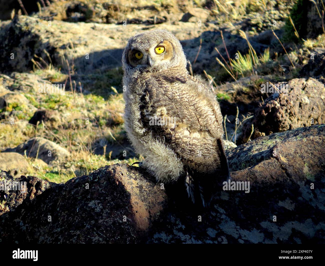Lesser Horned Owl (Bubo magellanicus) Aves Stock Photo - Alamy