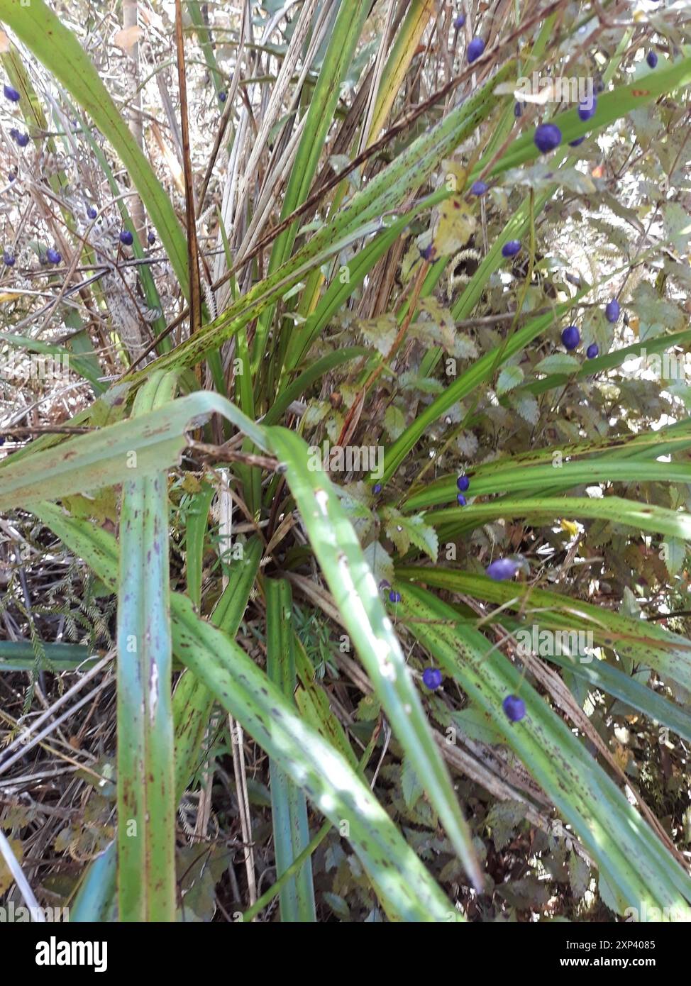 Ink Berry (Dianella nigra) Plantae Stock Photo - Alamy