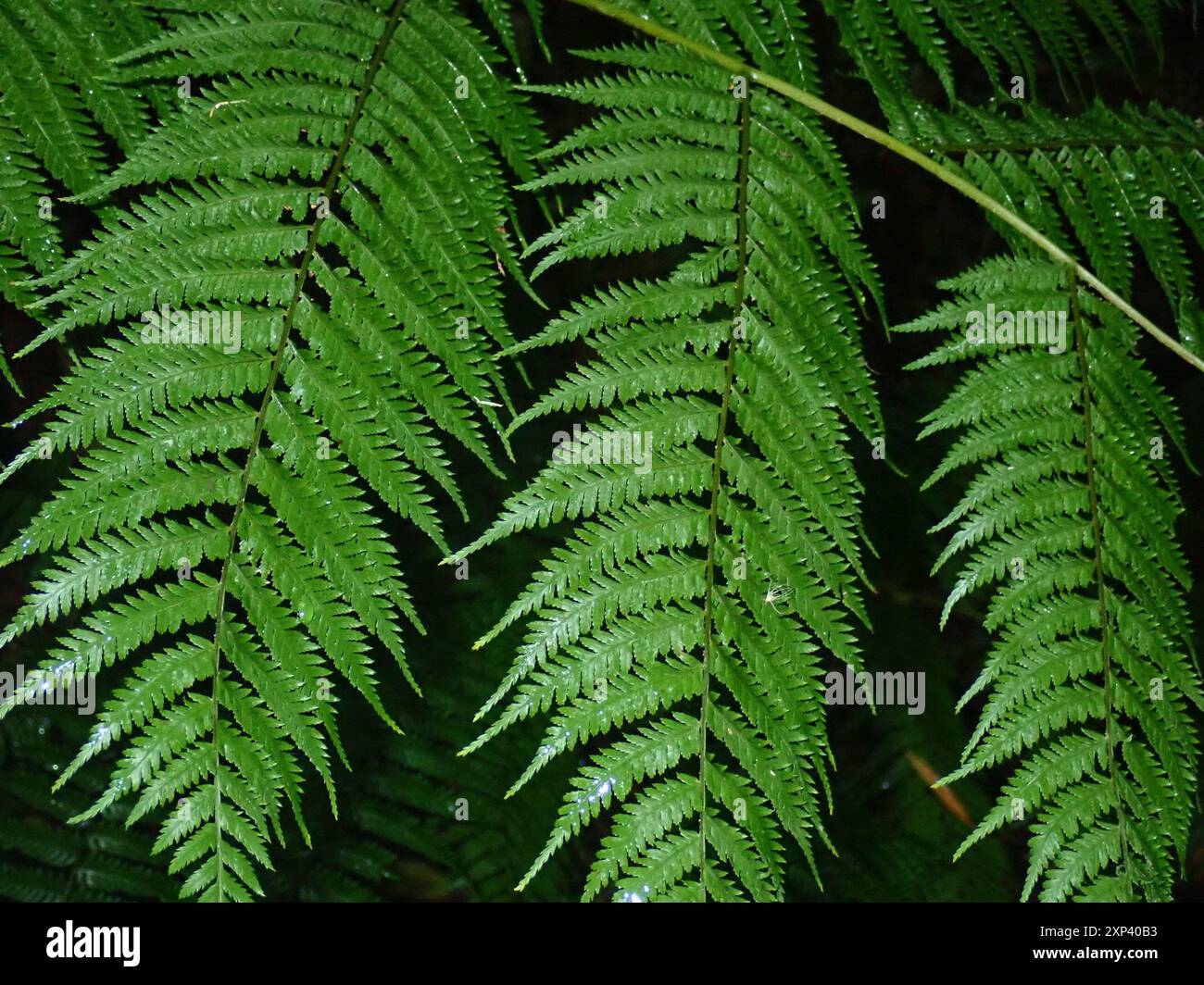 Forest Tree Fern (Cyathea capensis) Plantae Stock Photo - Alamy