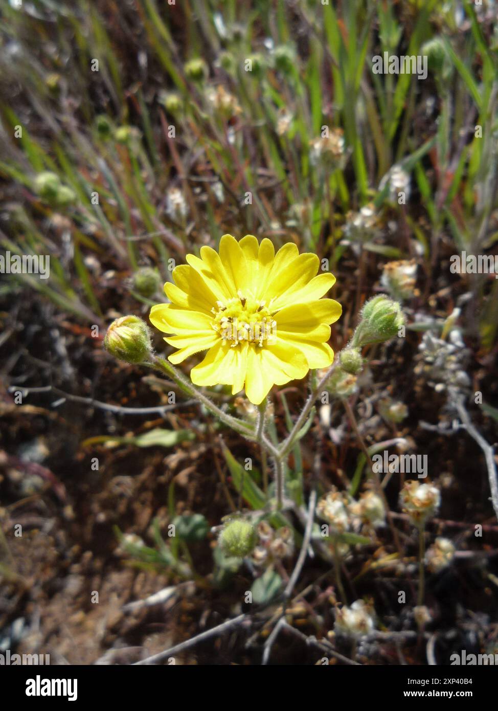 Yellow Hayfield Tarplant (Hemizonia congesta lutescens) Plantae Stock ...