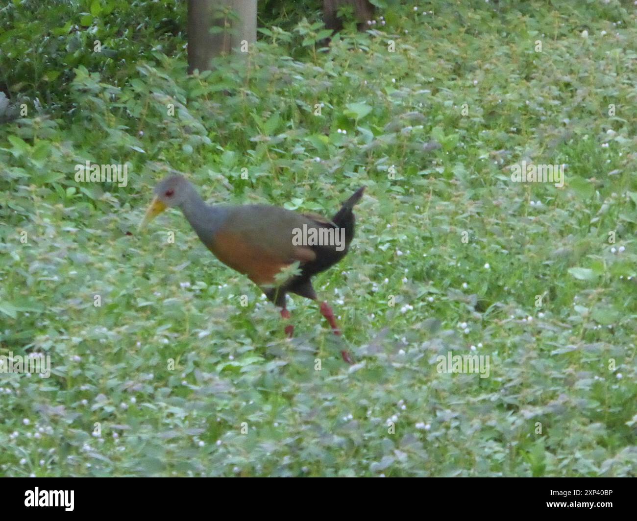 Gray-cowled Wood-Rail (Aramides cajaneus) Aves Stock Photo - Alamy