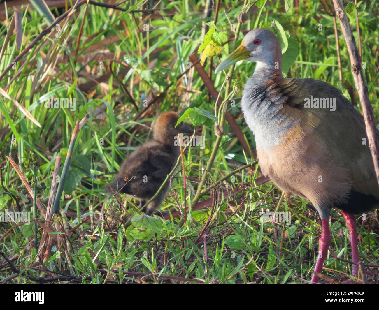 Giant Wood-Rail (Aramides ypecaha) Aves Stock Photo - Alamy