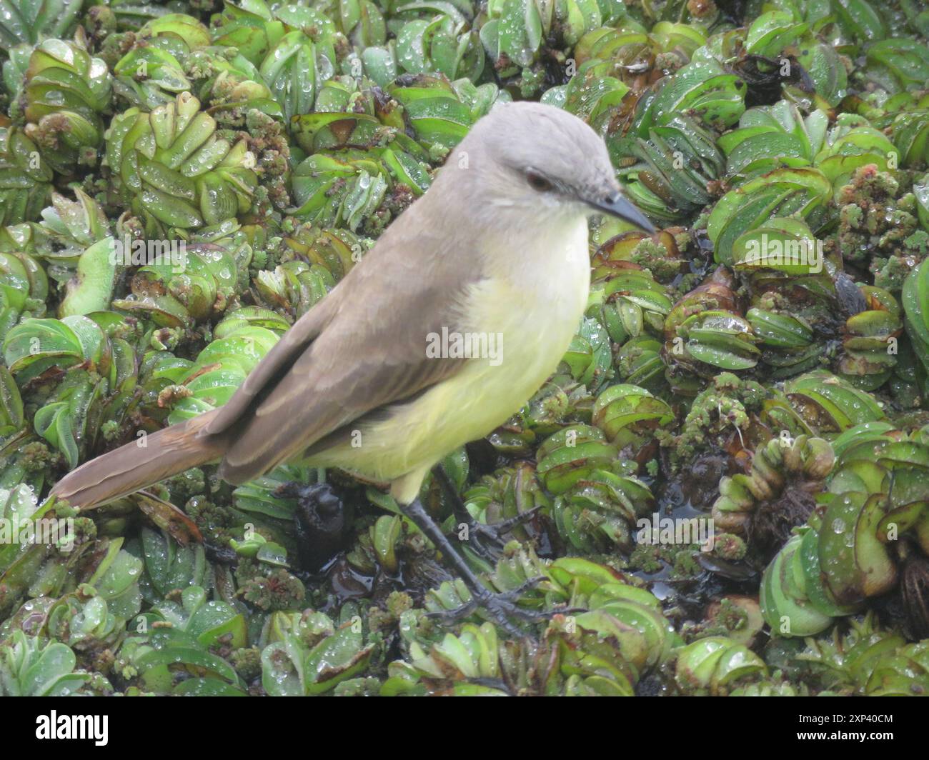 Cattle Tyrant (Machetornis rixosa) Aves Stock Photo - Alamy