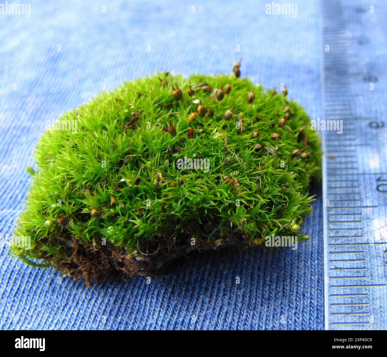 Incurved Grizzled Moss (Ptychomitrium incurvum) Plantae Stock Photo - Alamy