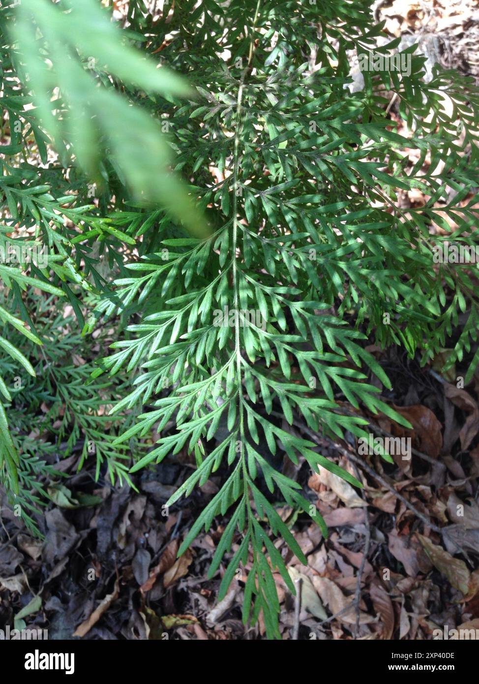 silk oak (Grevillea robusta) Plantae Stock Photo - Alamy