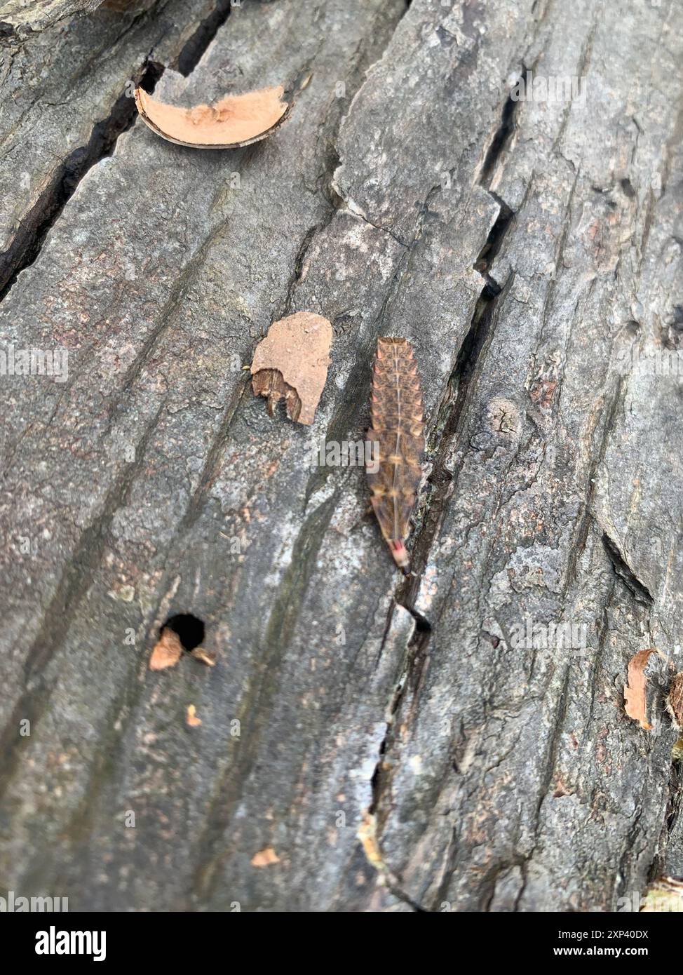 typical fireflies (Lampyrinae) Insecta Stock Photo - Alamy