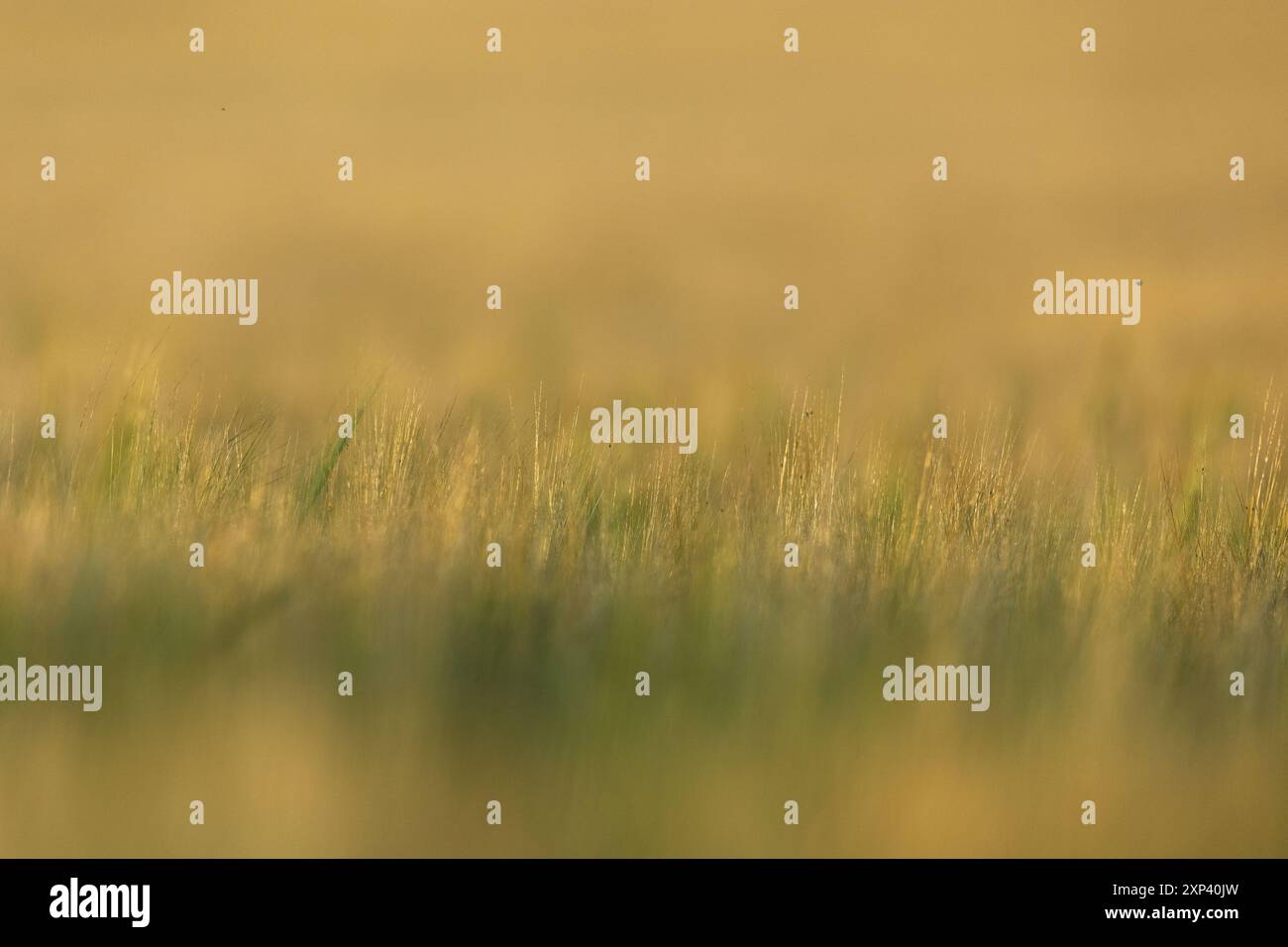 Weather fields hi-res stock photography and images - Alamy