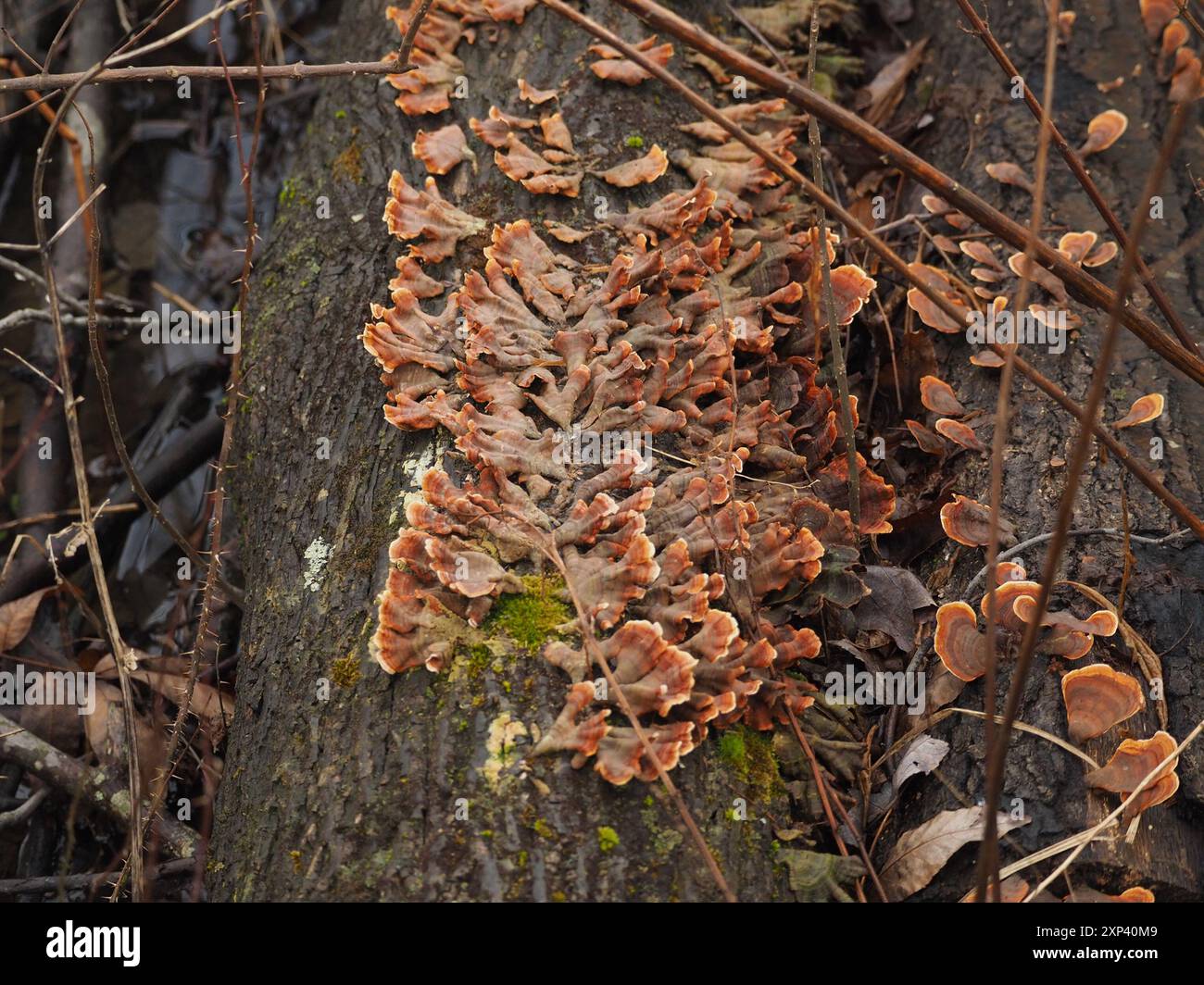 False Turkey-Tail (Stereum ostrea) Fungi Stock Photo - Alamy