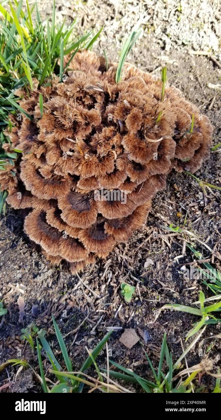 Thelephoraceae hi-res stock photography and images - Alamy