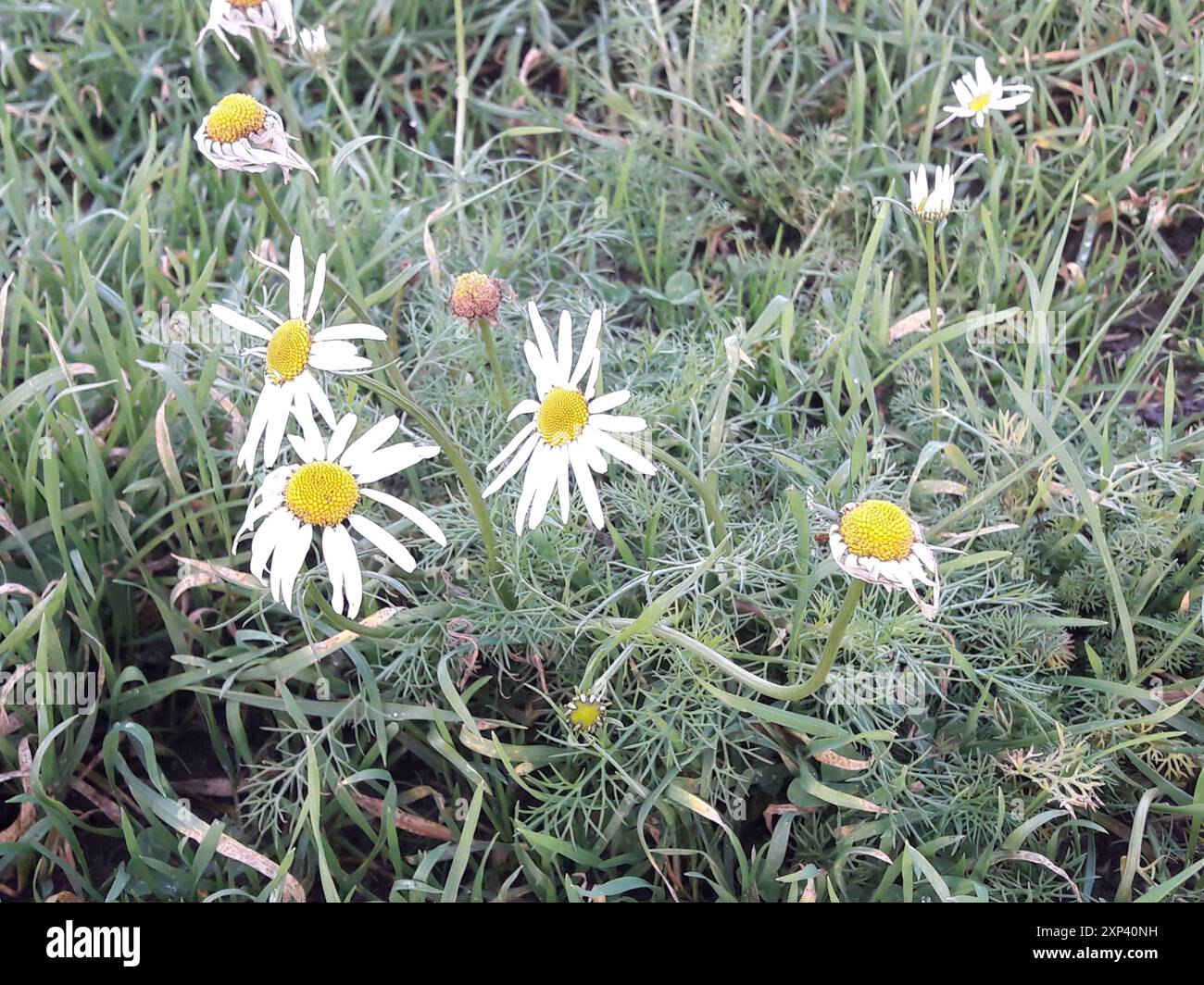 scentless mayweed (Tripleurospermum inodorum) Plantae Stock Photo - Alamy
