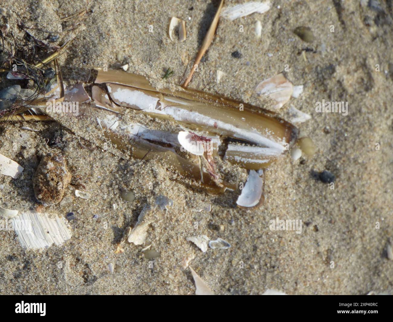 Atlantic Jackknife (Ensis leei) Mollusca Stock Photo - Alamy