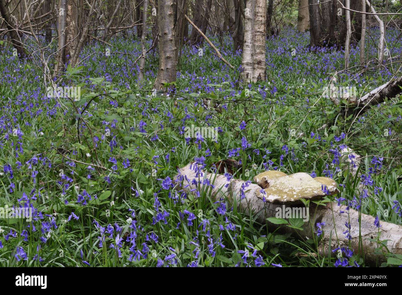 Bradfield Woods National Nature Reserve, Bradfield St George, Suffolk ...