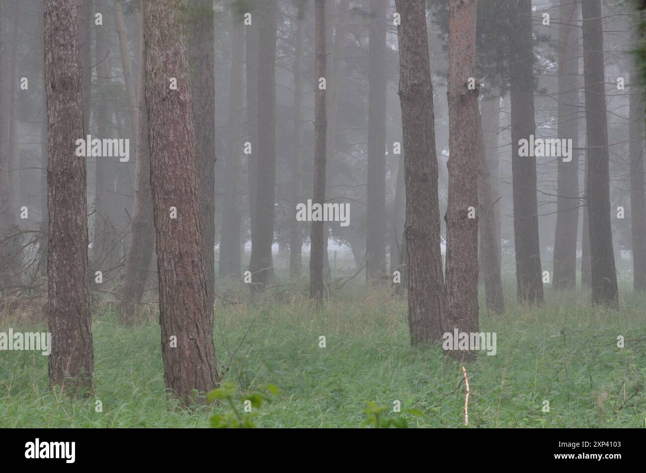 Conifers england hi-res stock photography and images - Alamy