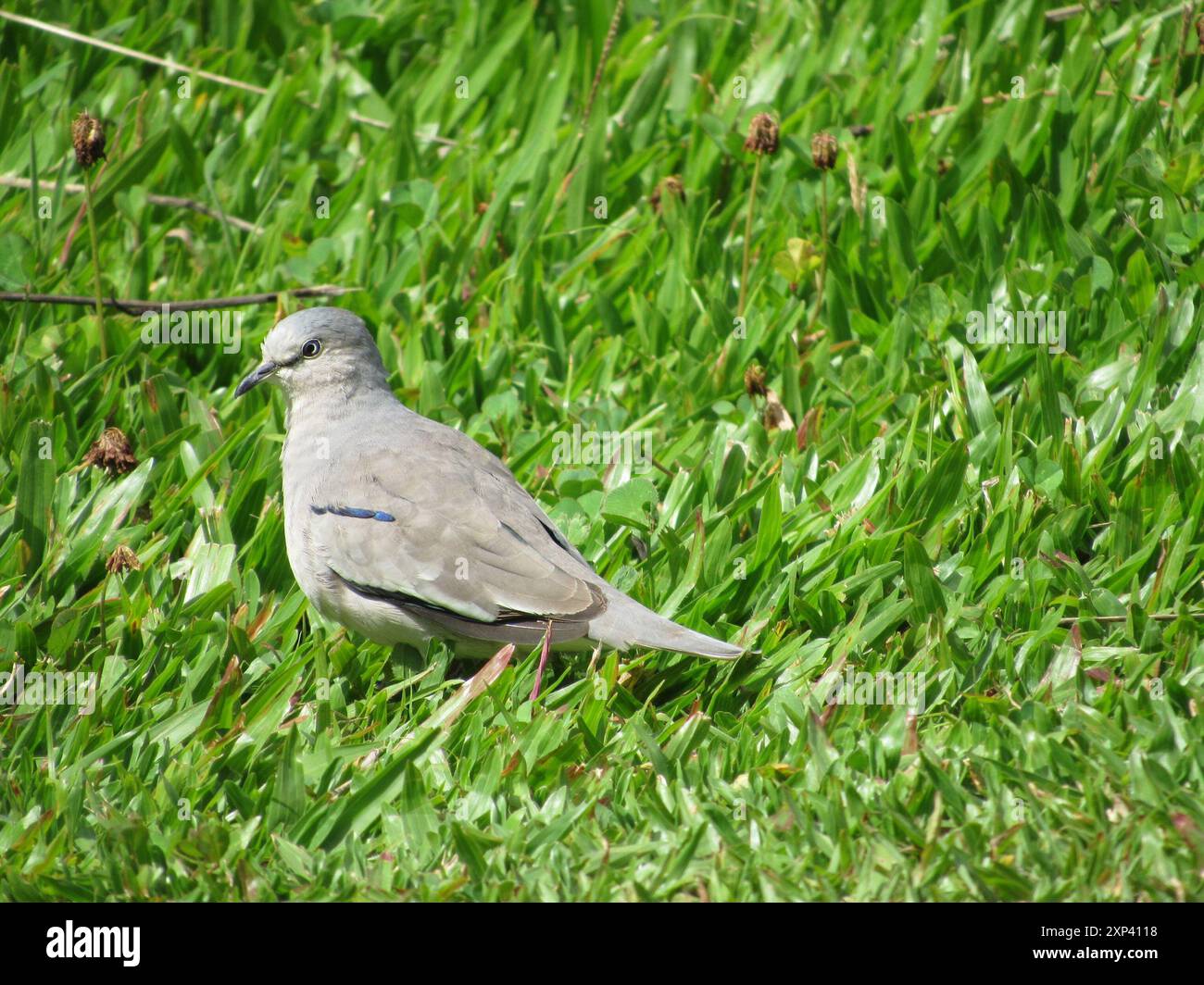 Picui ground dove columbina hi-res stock photography and images - Alamy
