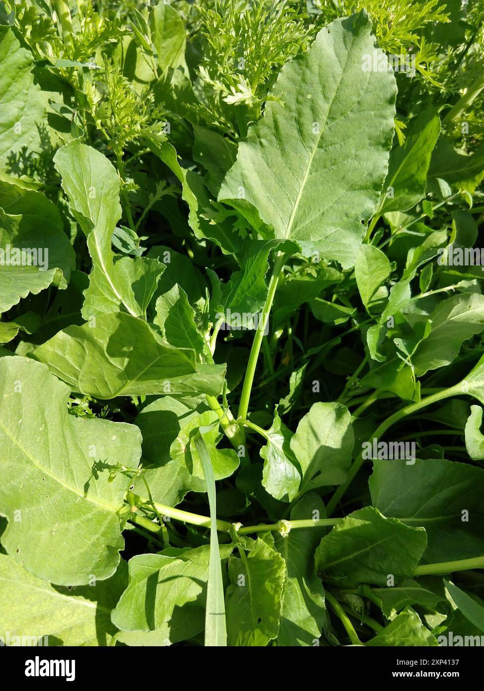 Devil's Thorn (Rumex spinosus) Plantae Stock Photo - Alamy
